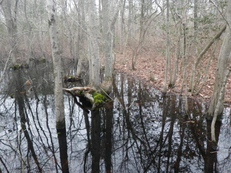 Delaware's Unique Wetlands - WMAP Blog - State of Delaware