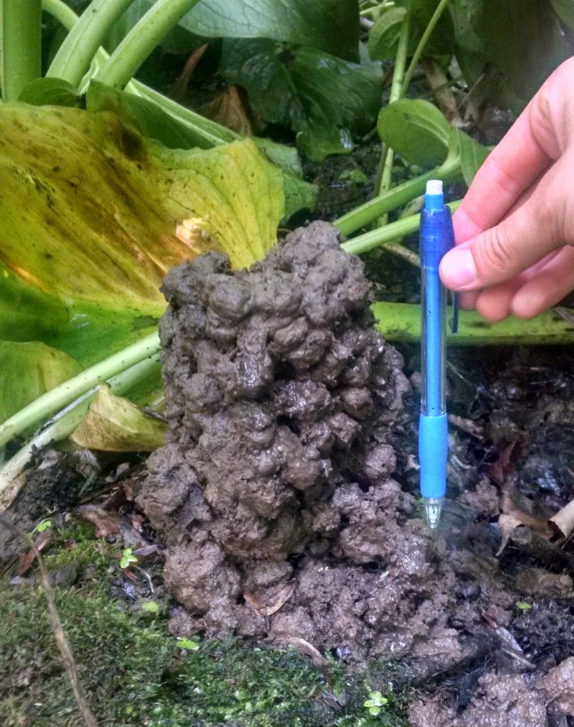 Delaware's Crayfish - WMAP Blog - State of Delaware