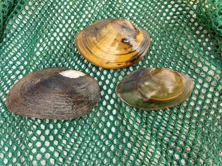 Just How Shellfish are Freshwater Mussels: How do they reproduce?