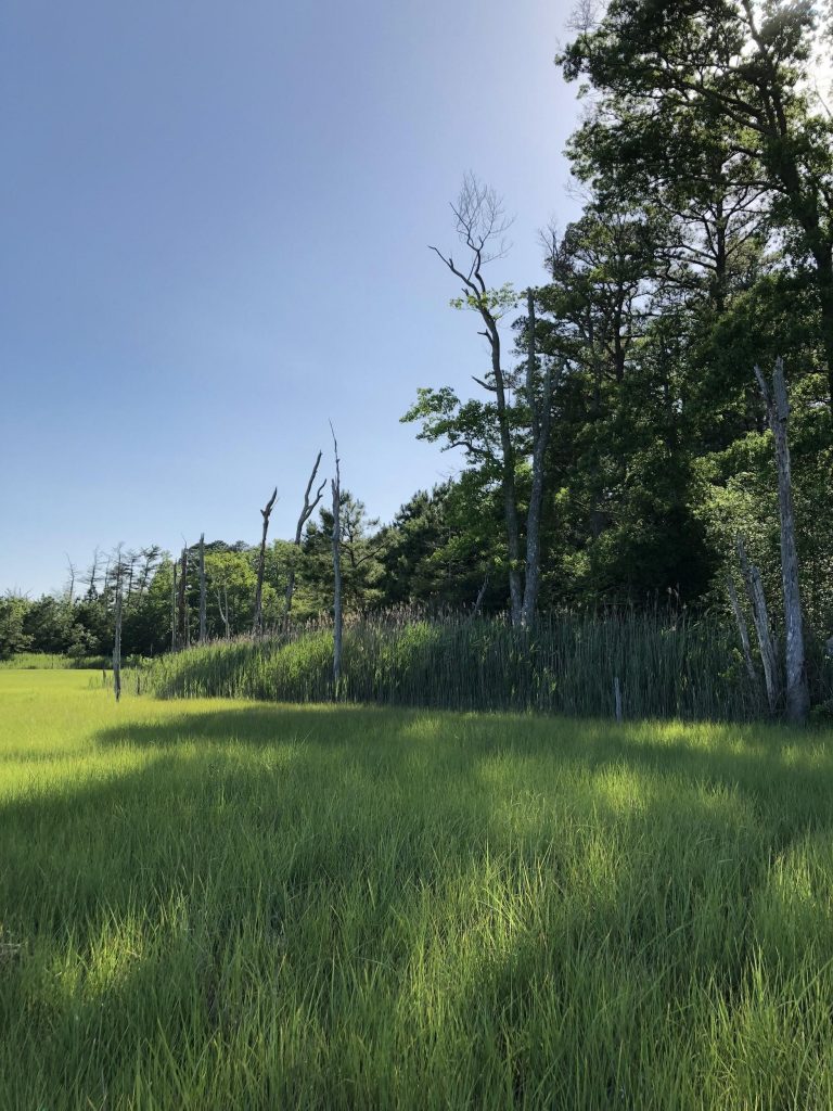 Seeing the Marsh through the Forest: saltwater intrusion & marsh migration