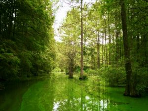 American Wetlands Month: 5 Reasons to Love Wetlands - WMAP Blog - State ...