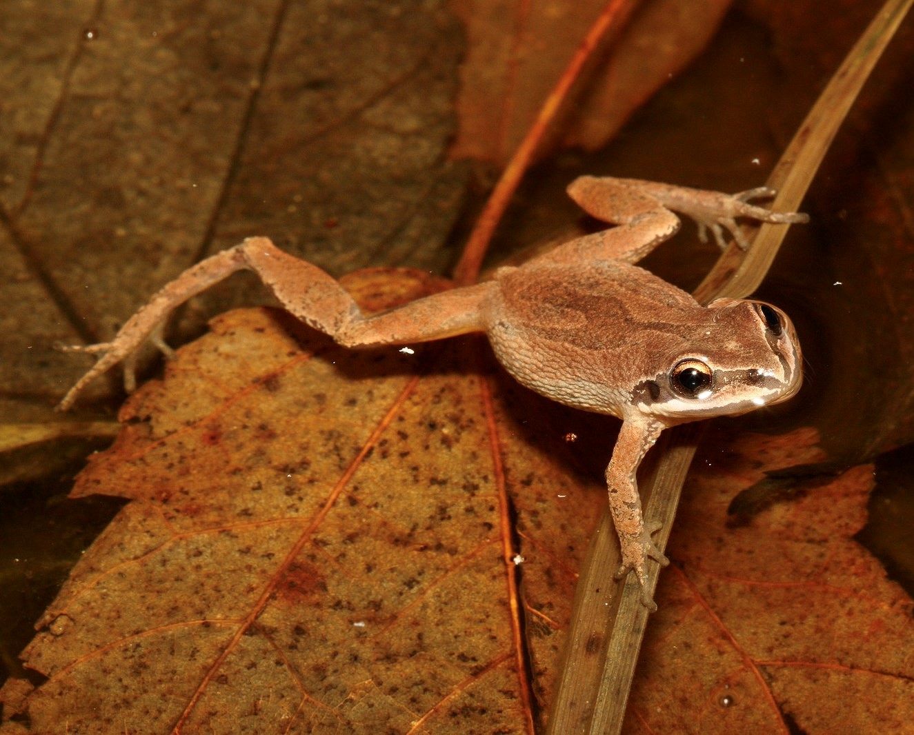 5 Frogs Coming to a Wetland Near You - WMAP Blog - State of Delaware