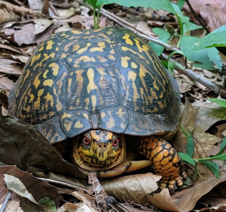 Turtles of Delaware - WMAP Blog - State of Delaware