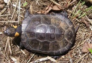 Turtles of Delaware - WMAP Blog - State of Delaware