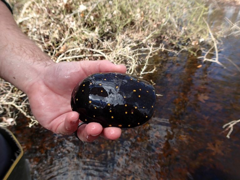 Turtles of Delaware - WMAP Blog - State of Delaware