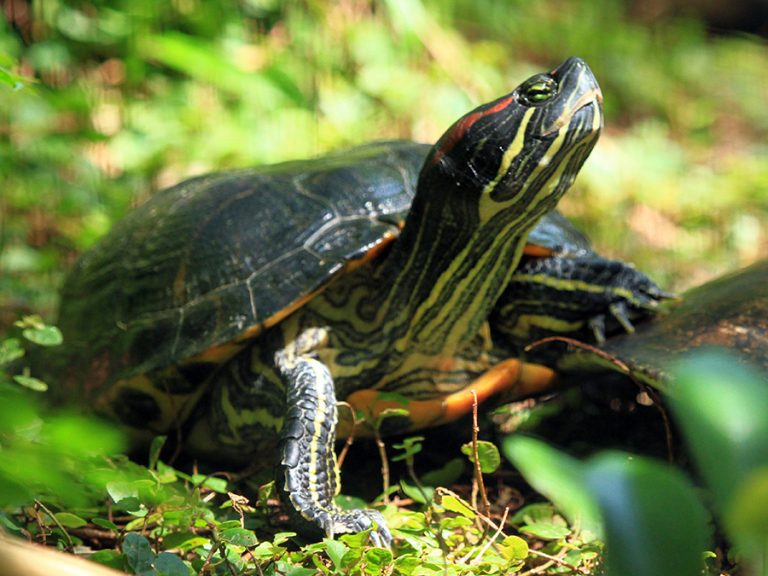 Turtles of Delaware - WMAP Blog - State of Delaware