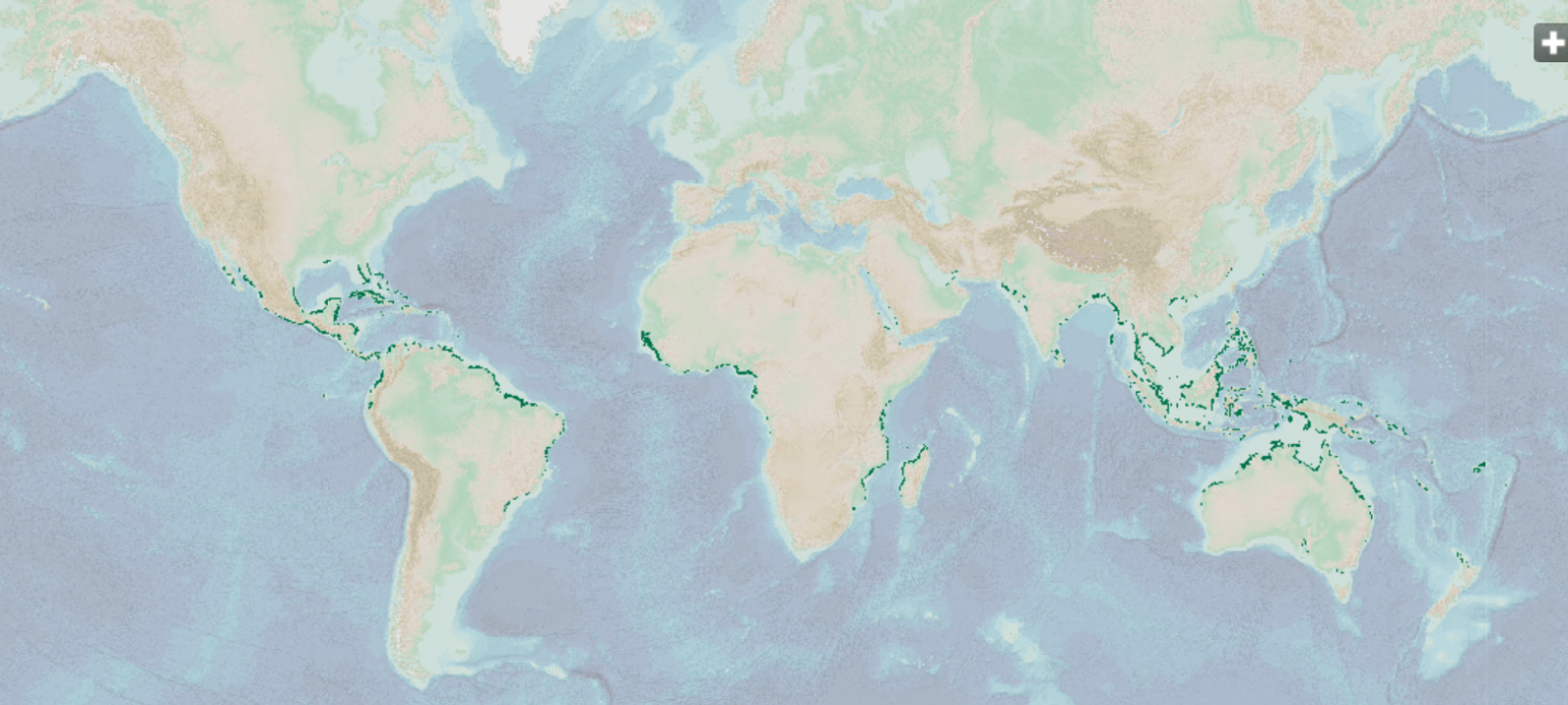 Meaningful Mangroves: A Vital Coastal Wetland - WMAP Blog - State of ...