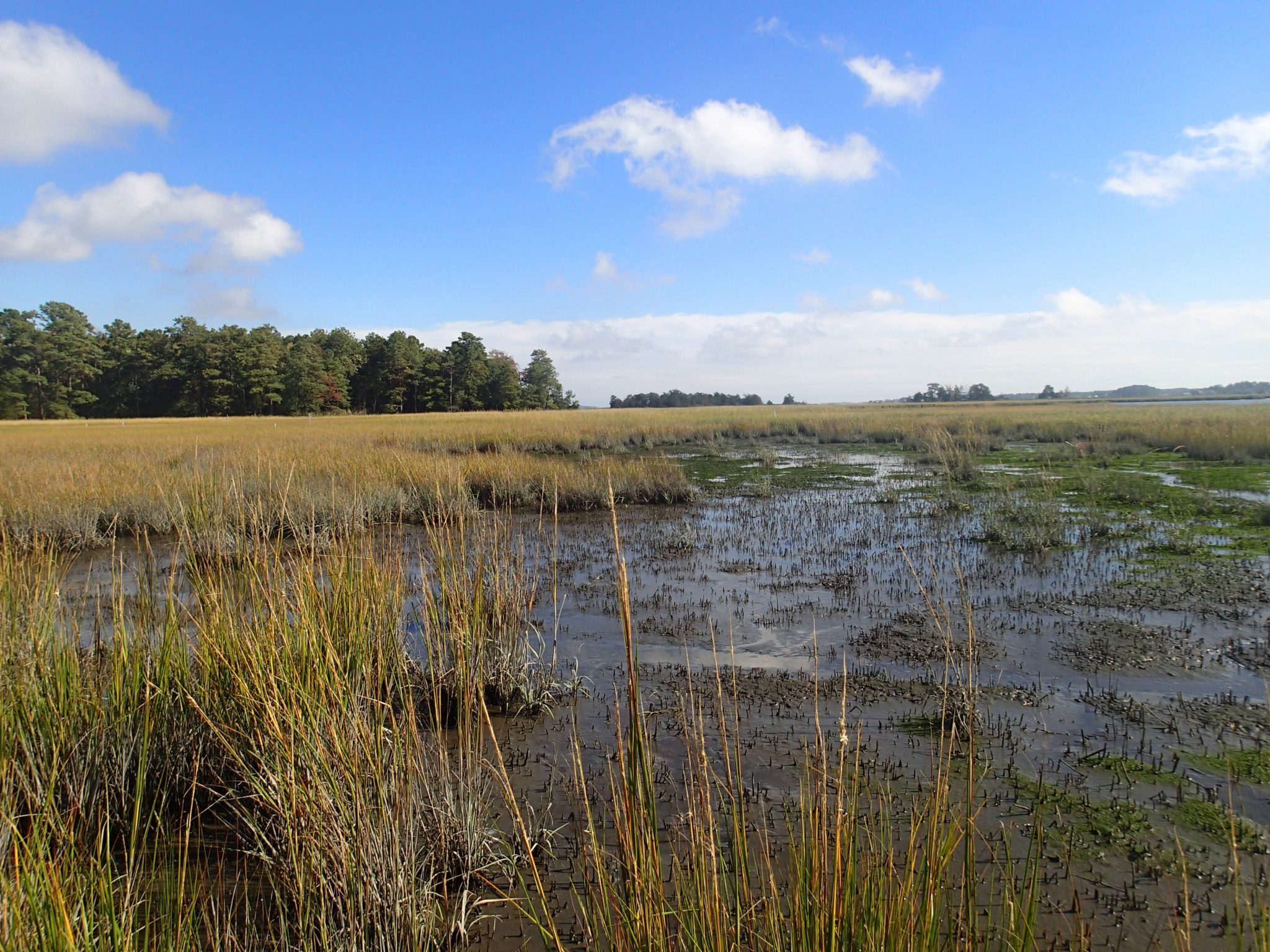 WMAP Blog - State of Delaware - Wetland Monitoring & Assessment Program