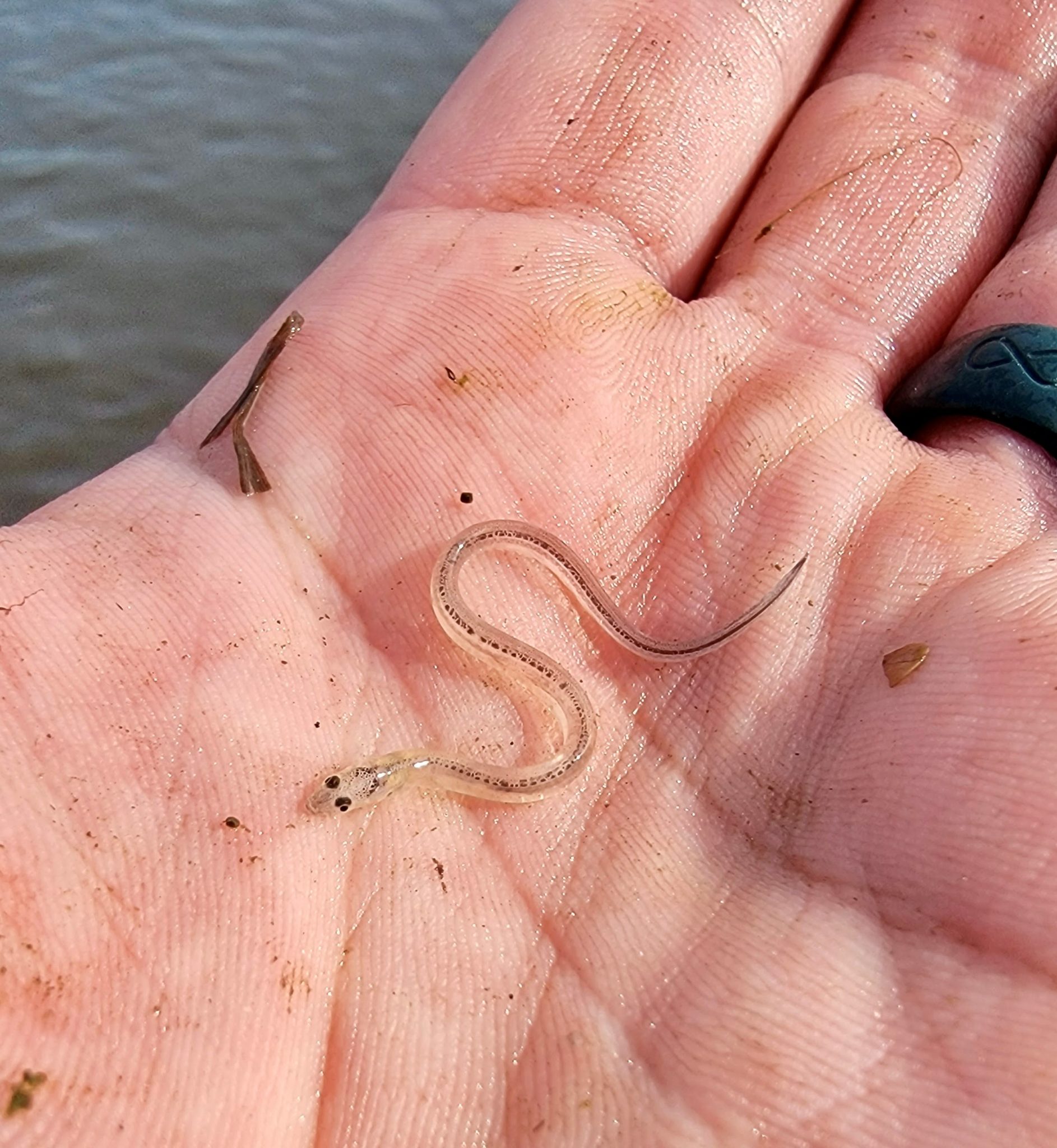 The Weird and Wonderous Wildlife of Wetlands - WMAP Blog - State of ...