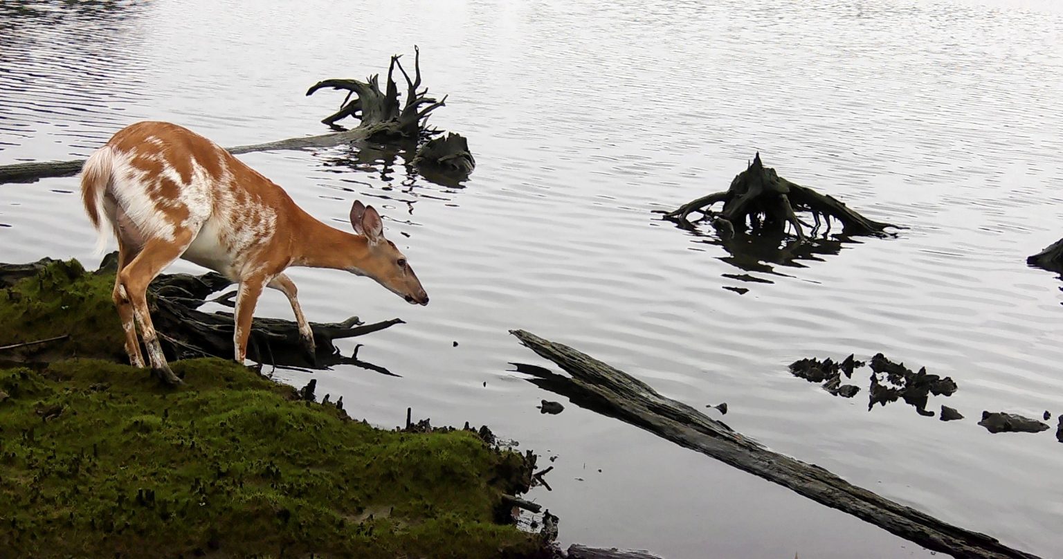The Weird and Wonderous Wildlife of Wetlands - WMAP Blog - State of Delaware