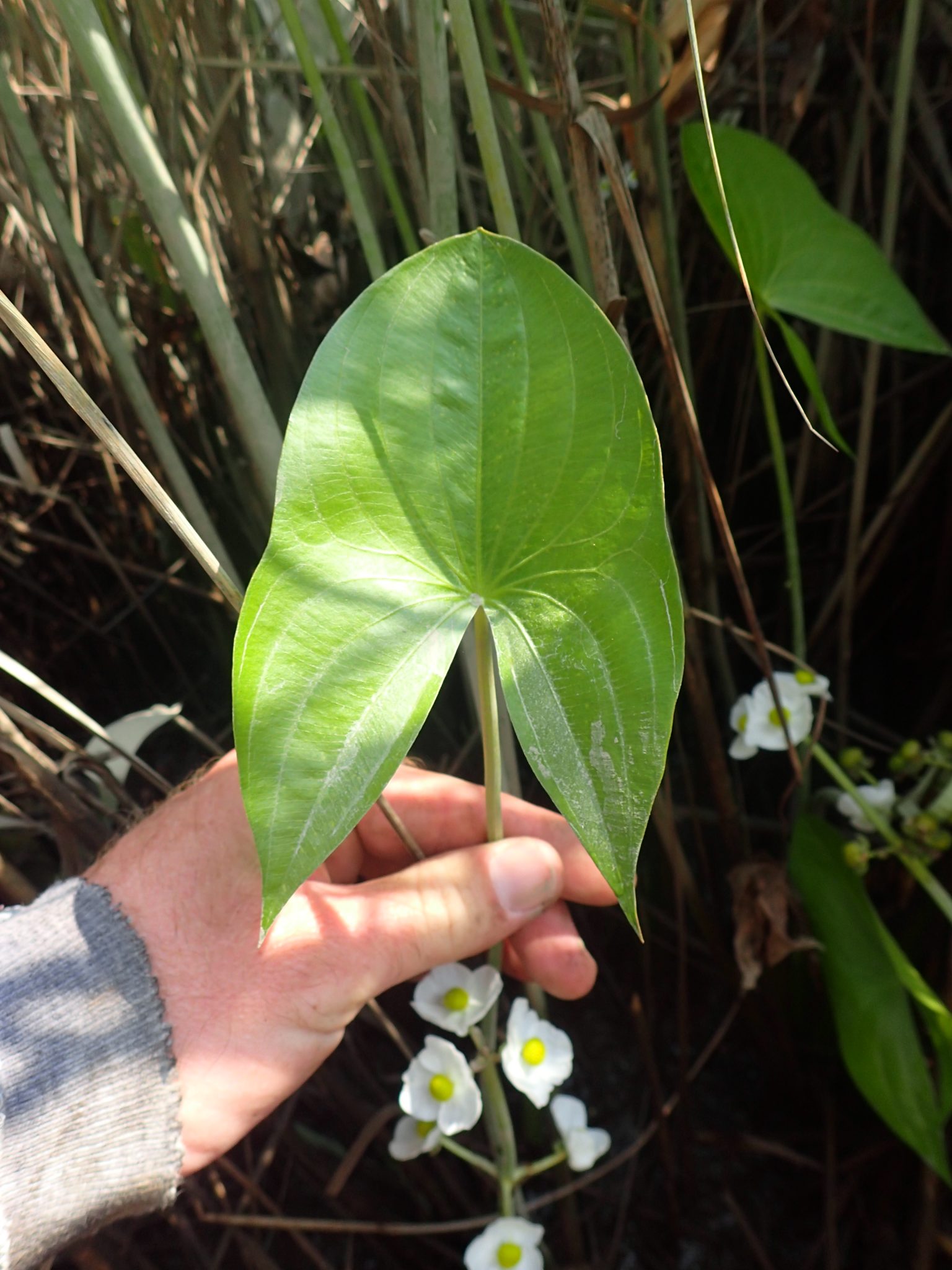 Chomp! Chomp! Edible Wetland Plants of Delaware - WMAP Blog - State of ...