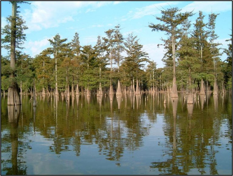 A Cross-Country Road Trip: Wetlands of the Southeast - WMAP Blog ...