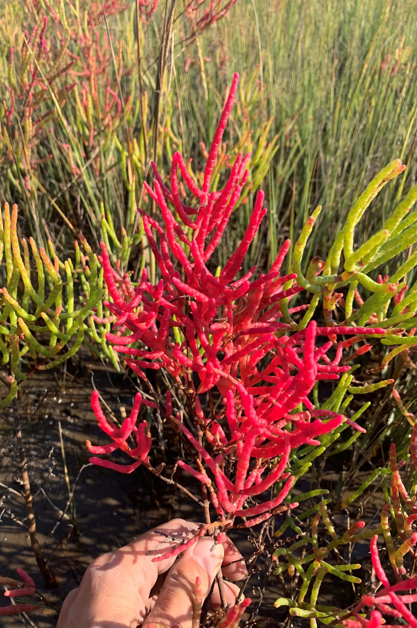 Chomp! Chomp! Edible Wetland Plants of Delaware - WMAP Blog - State of ...