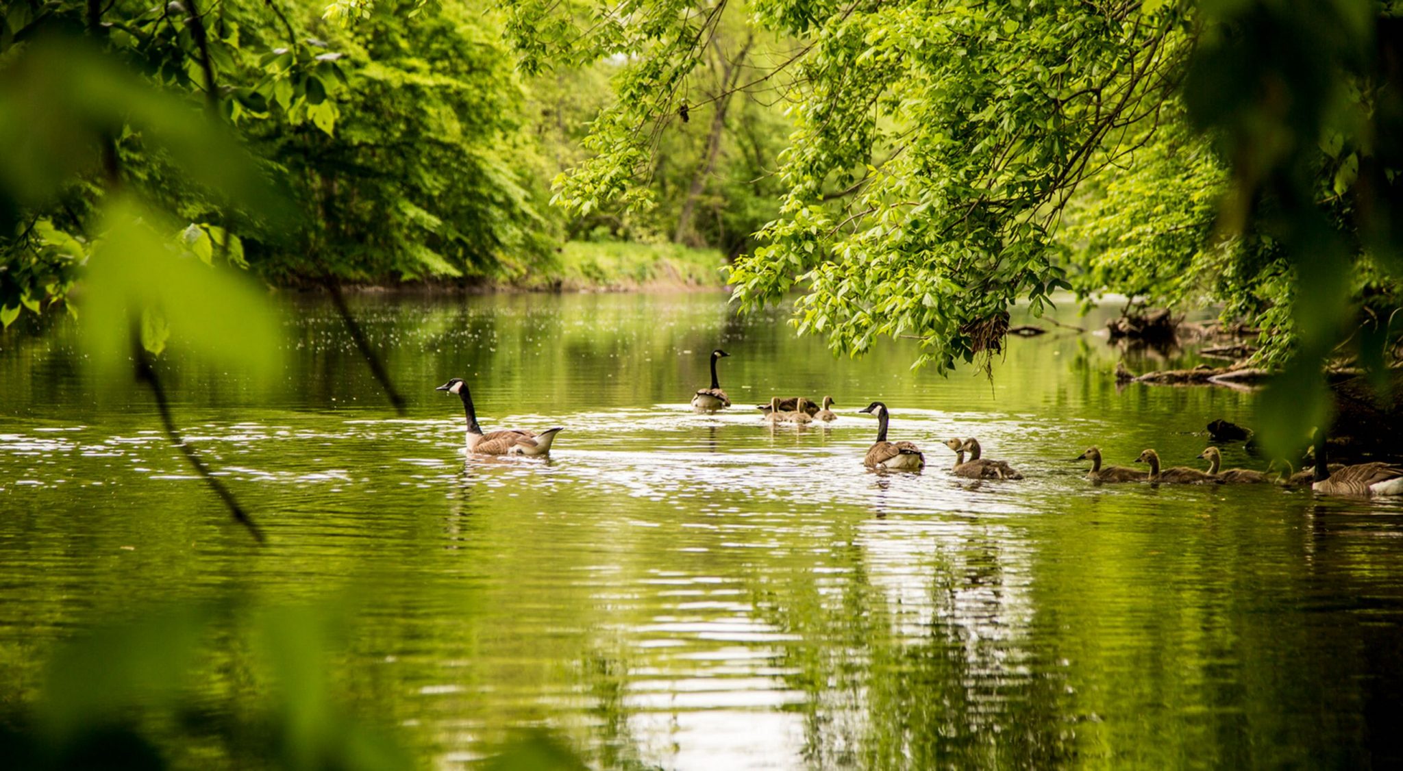 Riparian Buffers: A Natural Solution for Resilience and Cooling - WMAP ...