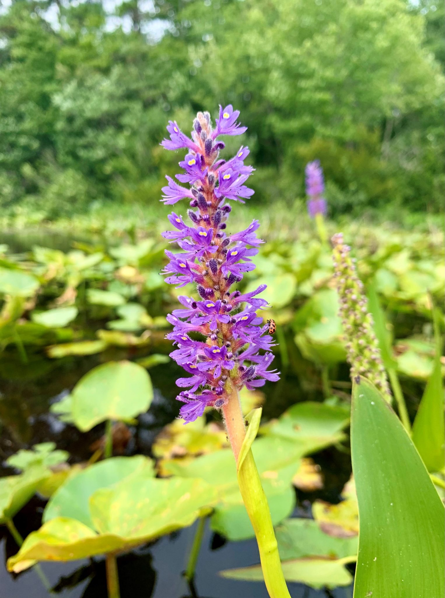 Well, Is It a Tidal Wetland or a Freshwater Wetland? Explaining the ...